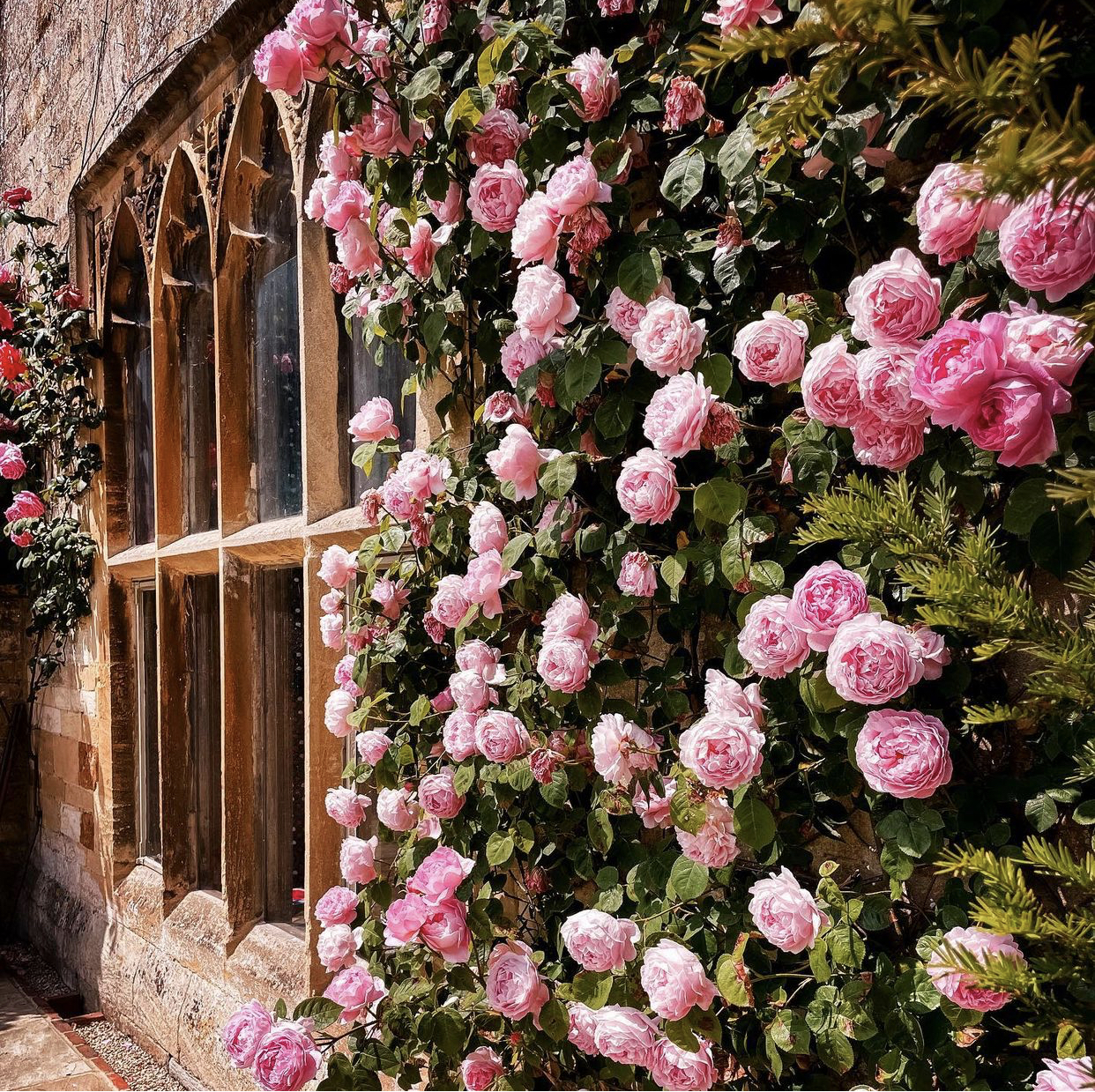 NINETY DAYS: CHAPTER 26 – ROSE THIEF – Ani Keating